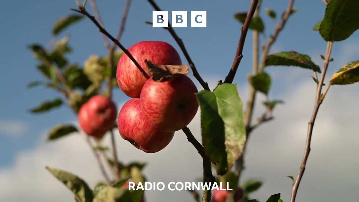 BBC Radio Cornwall - BBC Radio Cornwall, The Orchard that grew from ...