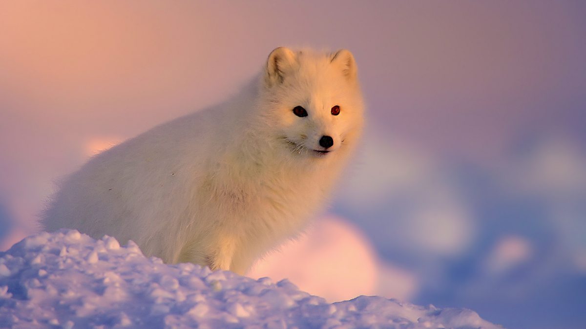 The Americas - Series 1: 5. The Frozen North - Audio Described - BBC ...