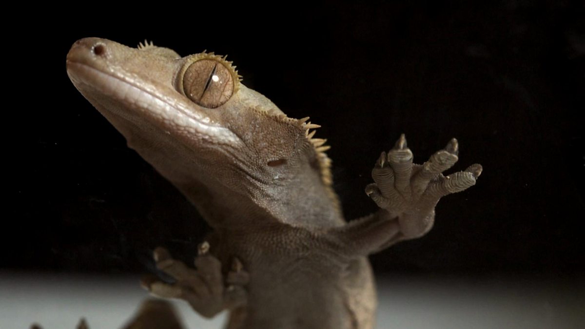 BBC Two - The Secret Genius of Modern Life, Non-stick testing with the ...