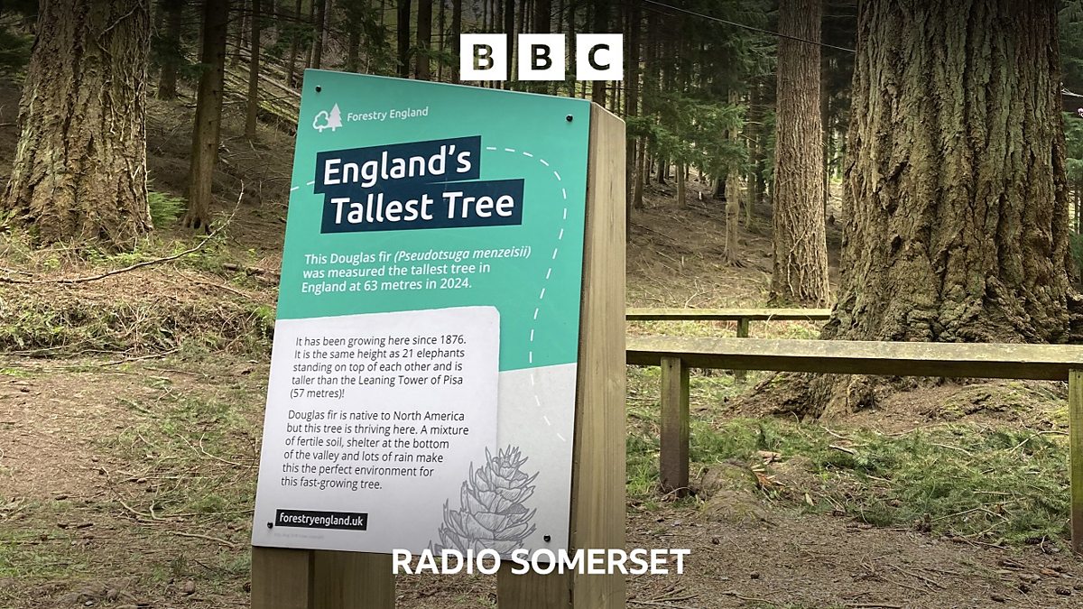 BBC Radio Somerset - Secret Somerset, Somerset is home to the tallest tree in England