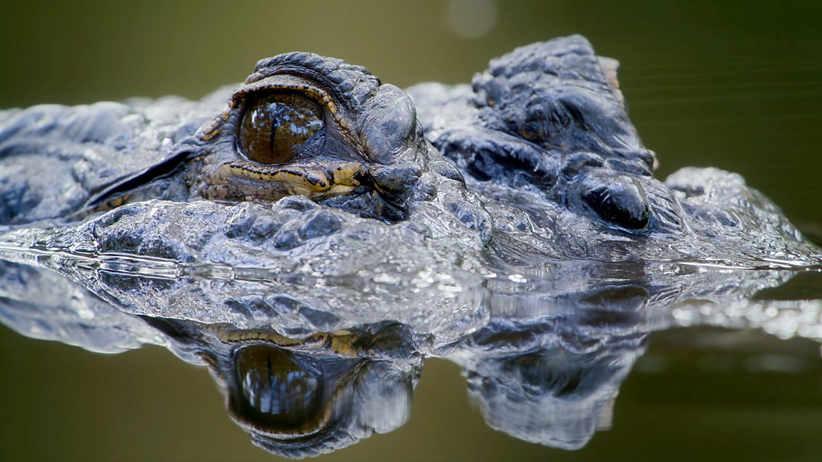 The Americas - Series 1: 6. The Gulf Coast - BBC iPlayer