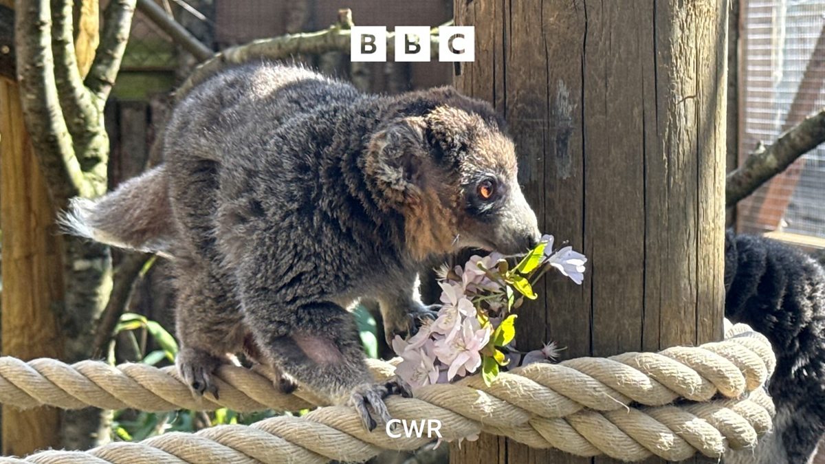 BBC CWR - BBC CWR, Young lemurs sing like children