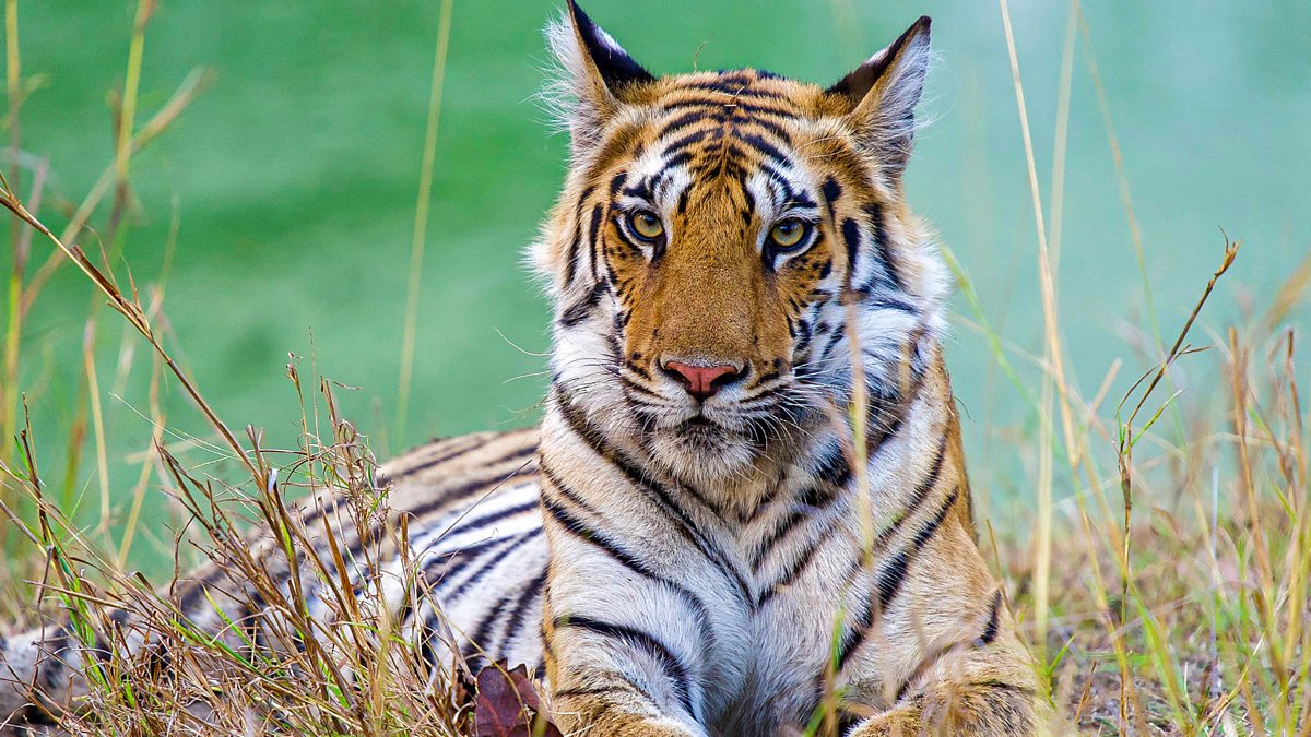 Blue Peter - Specials: Tigers in the Wild - Shini’s India Adventure ...