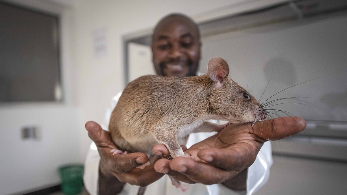 BBC World Service - Happy News, The Happy Pod: Life-saving rat retires