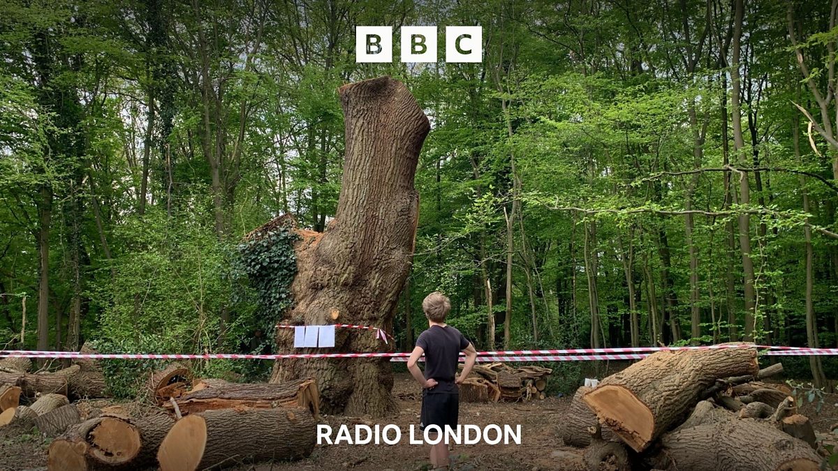 BBC Radio London - BBC Radio London, How the Toby Carvery ancient tree ...