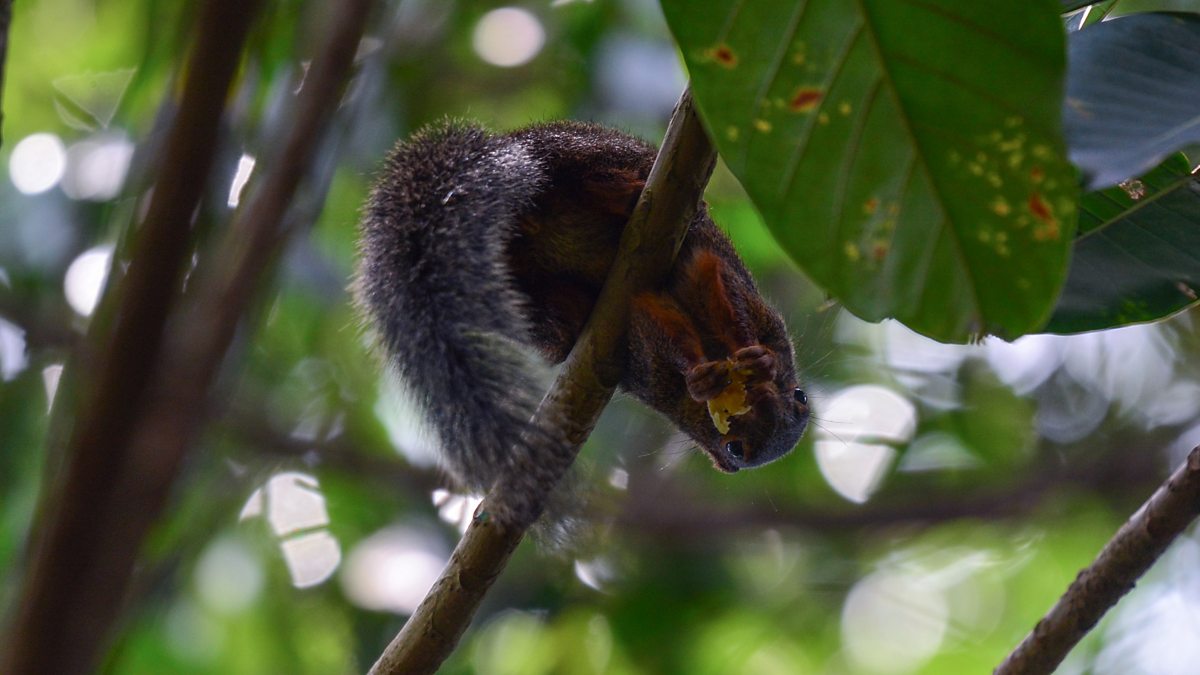 BBC World Service - Health Check, Have we found an animal reservoir of ...
