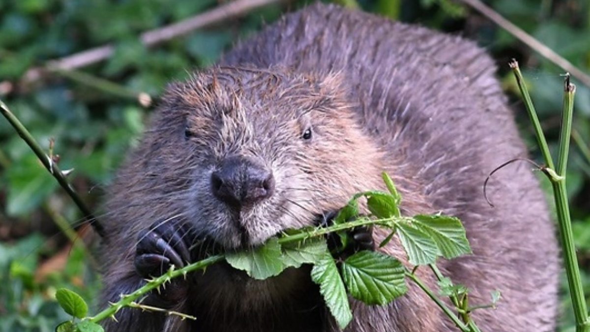 BBC Radio Cornwall - James Dundon, Nature calls for one 'windy' Cornish ...