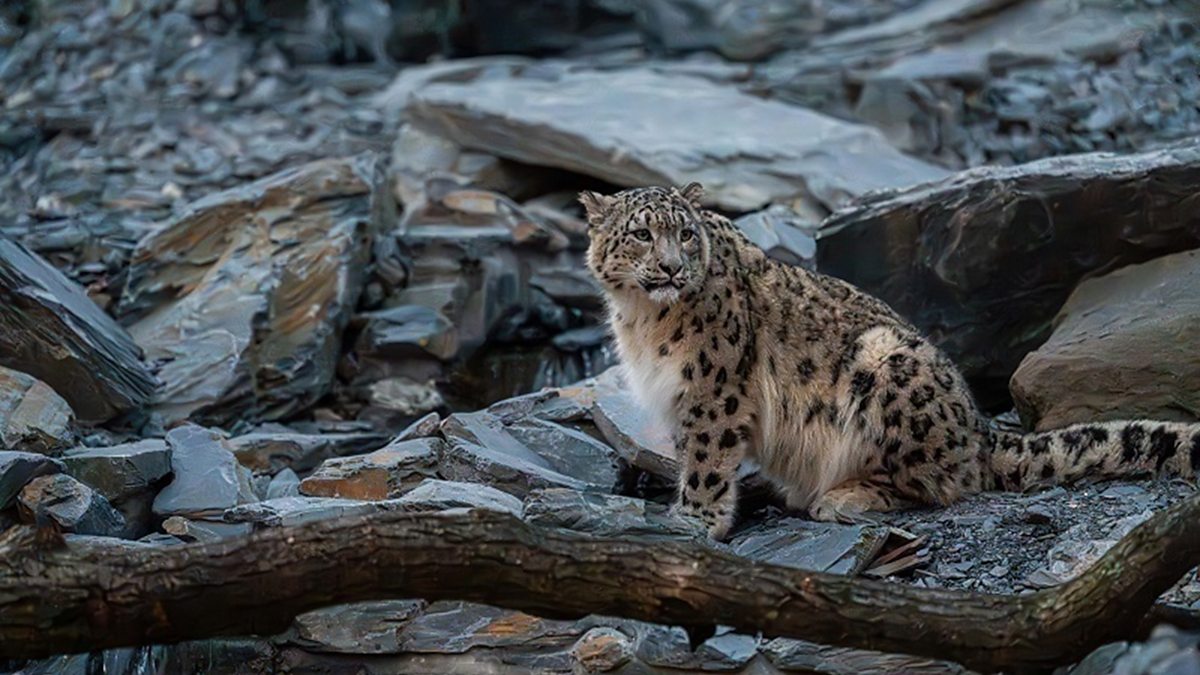 BBC News - Could AI Save Big Cats?