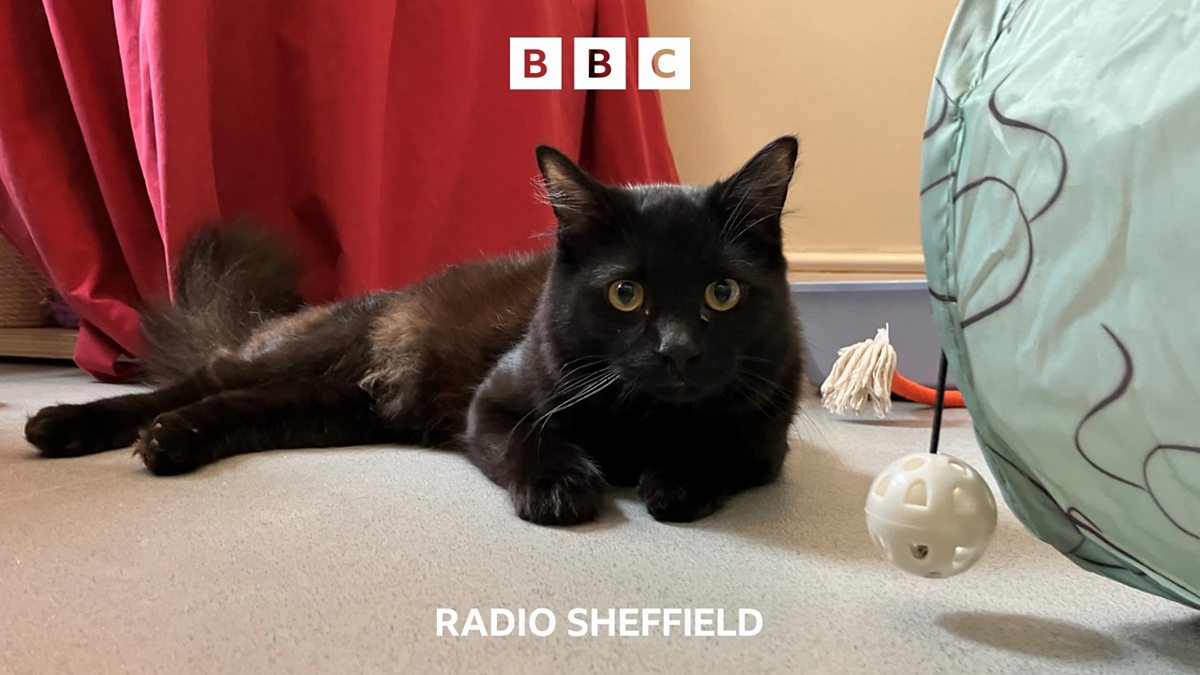 BBC Radio Sheffield - BBC Radio Sheffield, Sheffield Cat Shelter needs ...