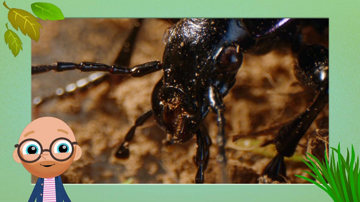 CBeebies - Teeny Tiny Creatures, Teeny Tiny Creatures with Chantelle ...