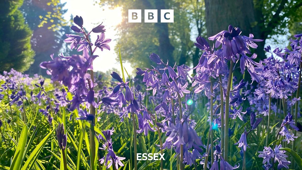 BBC Essex - BBC Essex, Essex basks in glorious spring sunshine