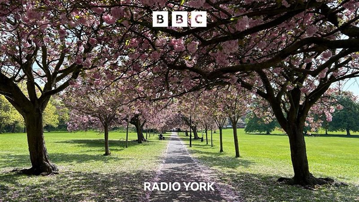 BBC Radio York - BBC Radio York, Harrogate cherry blossom in bloom ...
