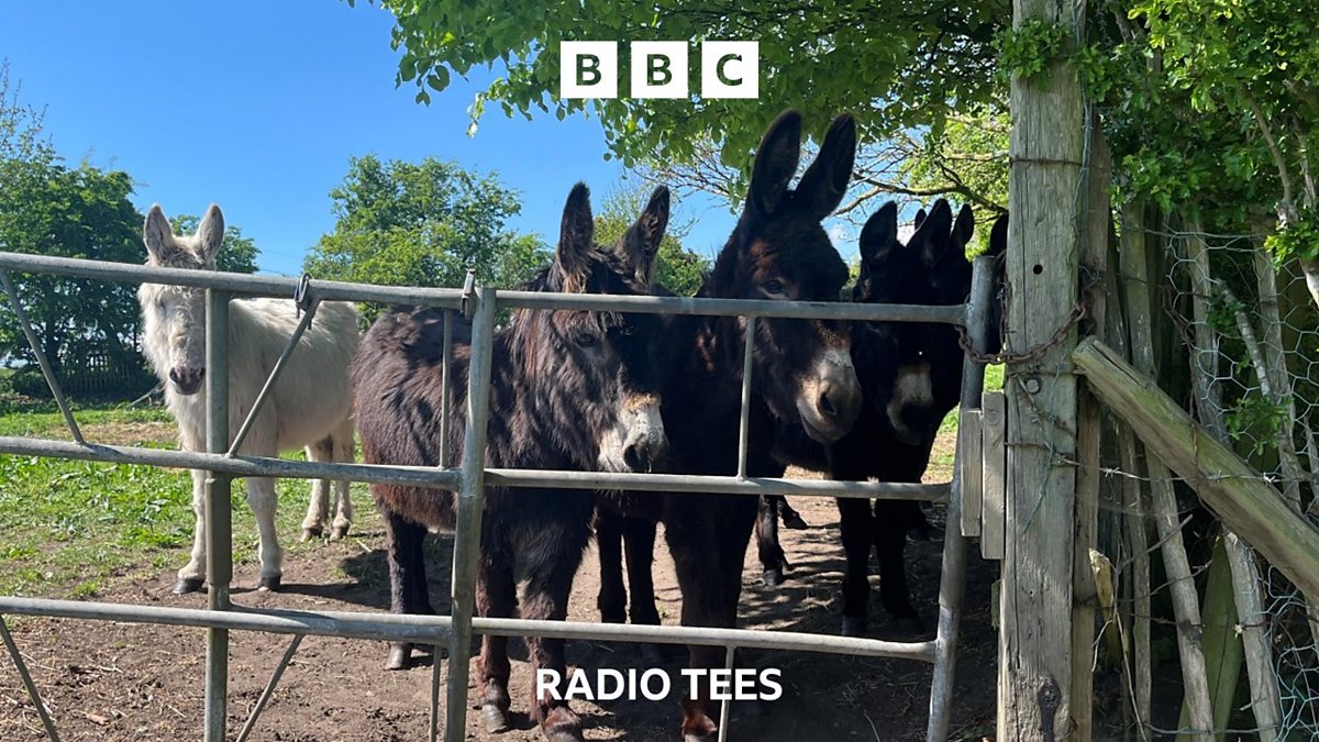 BBC Radio Tees - BBC Radio Tees, Meet Peterlee's yoga donkeys