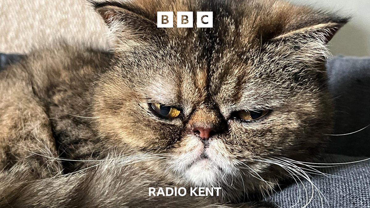 BBC Radio Kent - BBC Radio Kent, Deal cat survived on beer and bugs