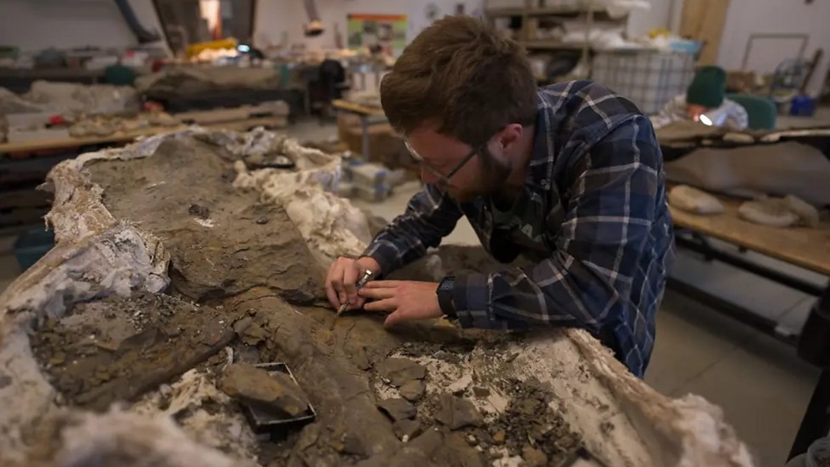 BBC News - Solving The Mystery Of A Dinosaur Mass Grave