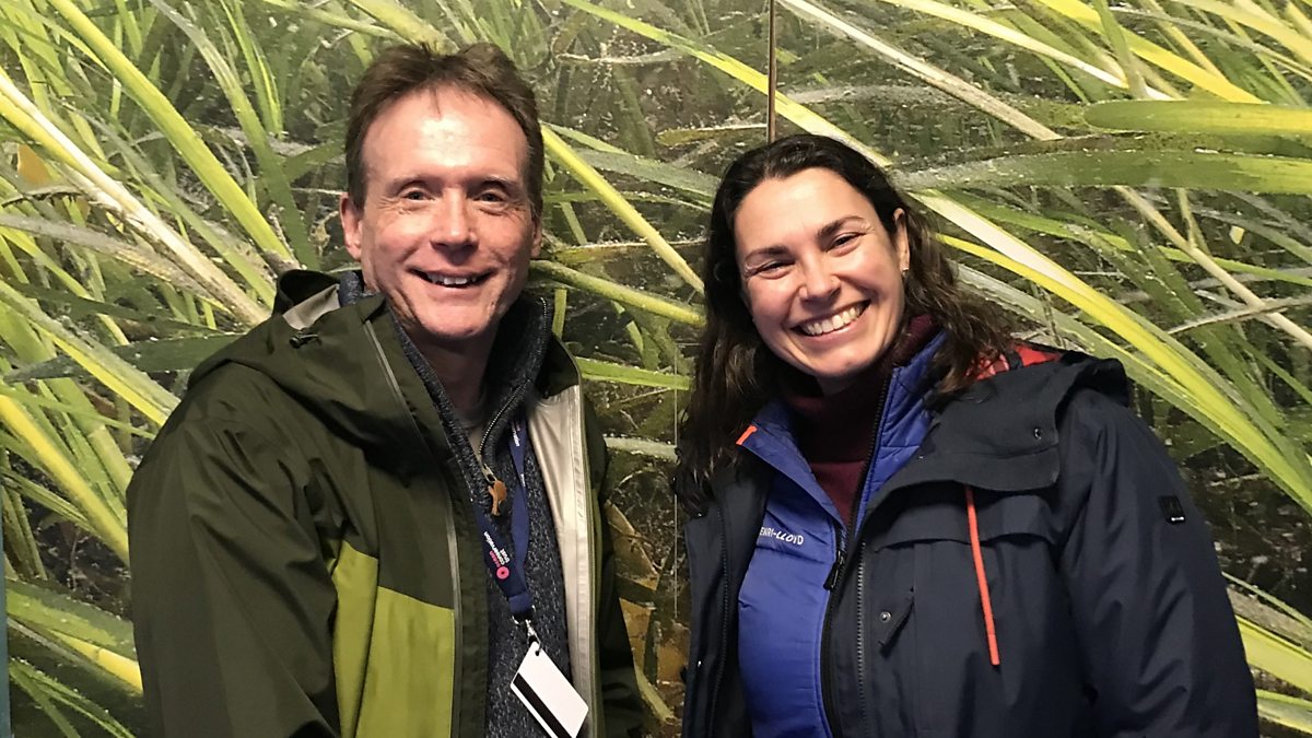BBC Radio Cornwall - Daniel Pascoe, 23/05/2025, Secrets of the Sea - 1 Seagrass