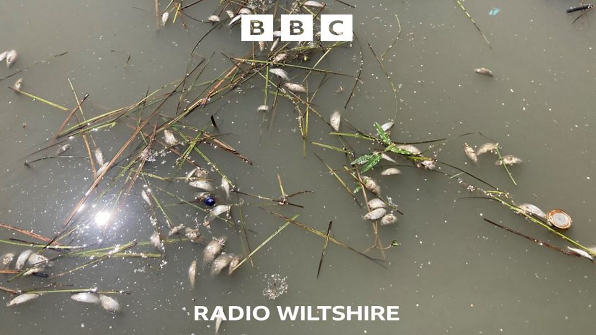 BBC Radio Wiltshire - BBC Radio Wiltshire, Dozens of dead fish on ...