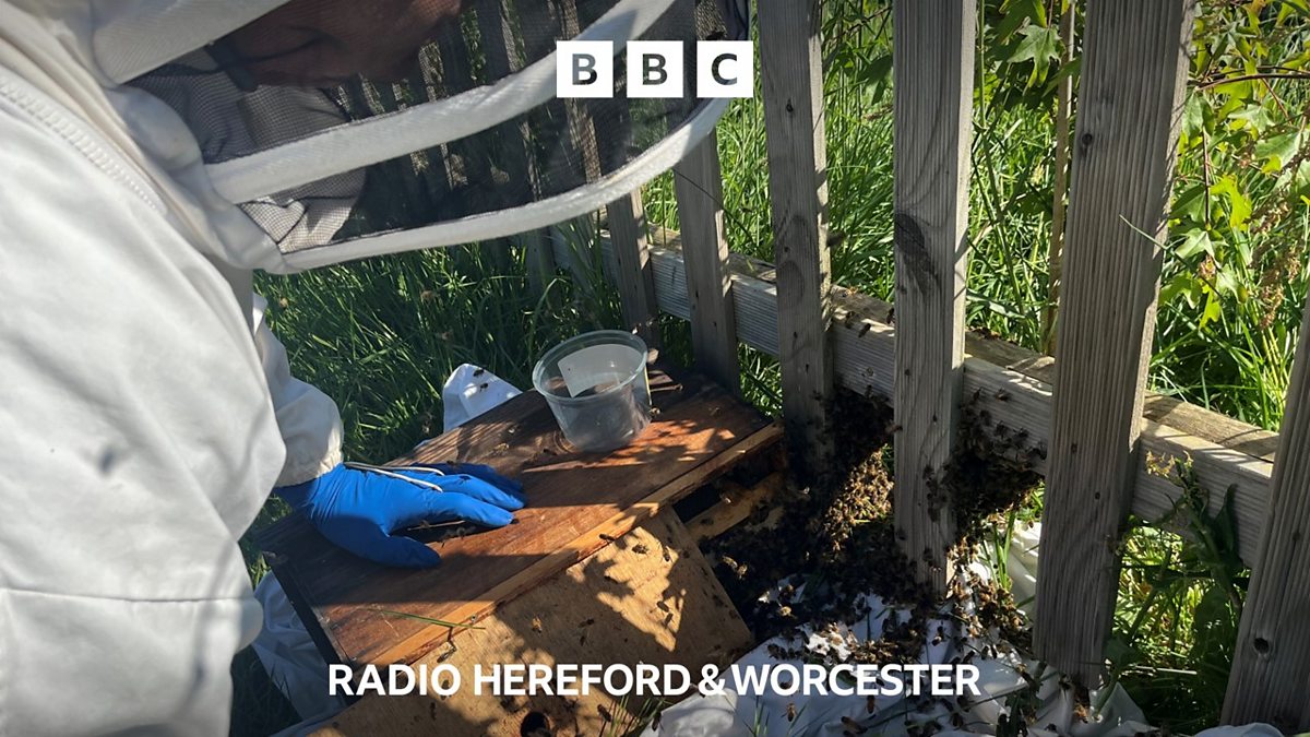 BBC Hereford & Worcester - BBC Hereford & Worcester, The Worcester bees ...