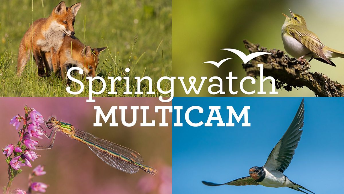 Springwatch - Springwatch: Multicam - BBC iPlayer