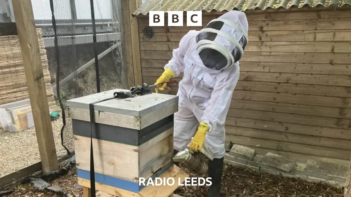 BBC Radio Leeds - BBC Radio Leeds, Leeds beekeeper takes her hive into ...