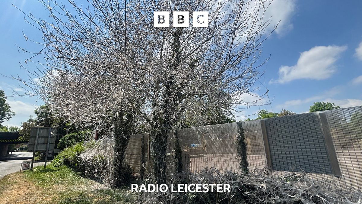 BBC Radio Leicester - BBC Radio Leicester, Moths create 'awe-inspiring ...