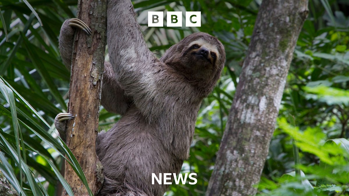 BBC World Service - The Newsroom, Slow and sluggish: The secret to ...