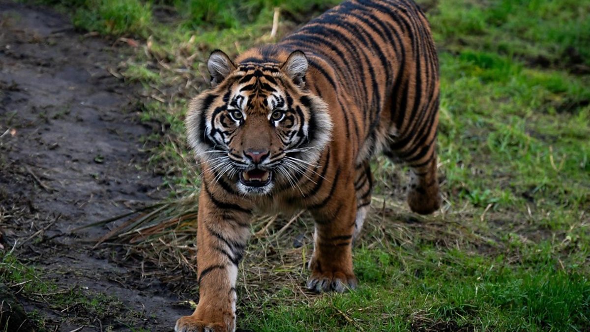 BBC News - Zoo Animals To Get More Space