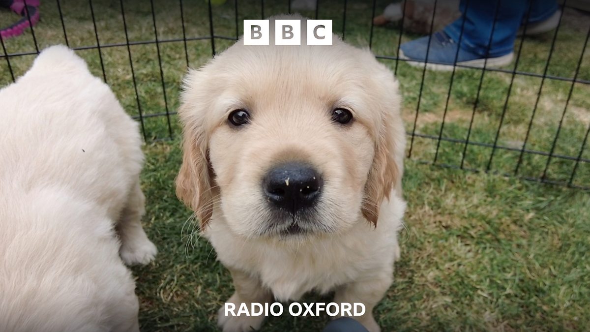 BBC Radio Oxford - Adam Ball, A dog's journey to changing lives: part one