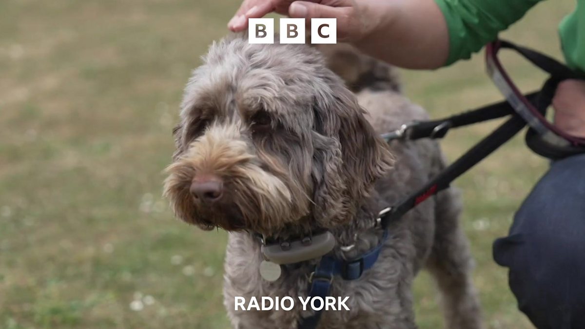 BBC Radio York - BBC Radio York, Dogs help York students with exam stress