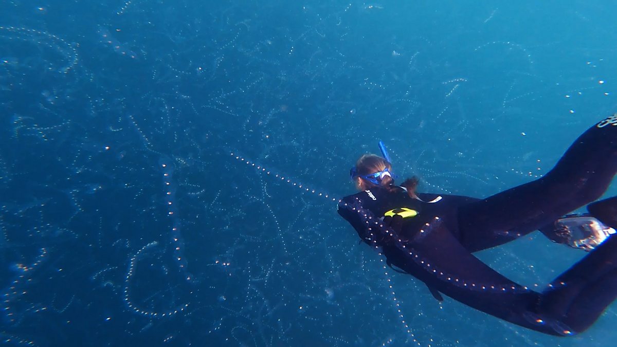 BBC Two - Springwatch, 2025, Episode 4, David Hamilton and his daughter ...