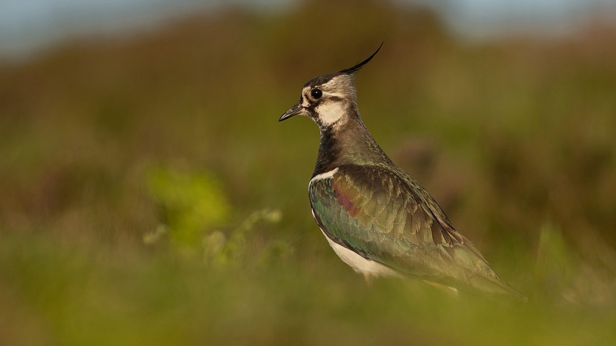 BBC Two - Springwatch, 2025 Extra, Escape into Spring