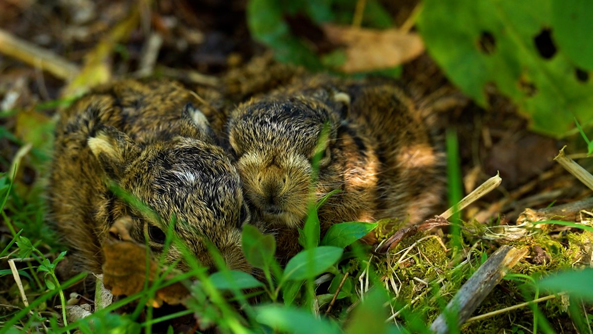 BBC Two - Springwatch, 2025, Episode 5, It's a wild world for a leveret