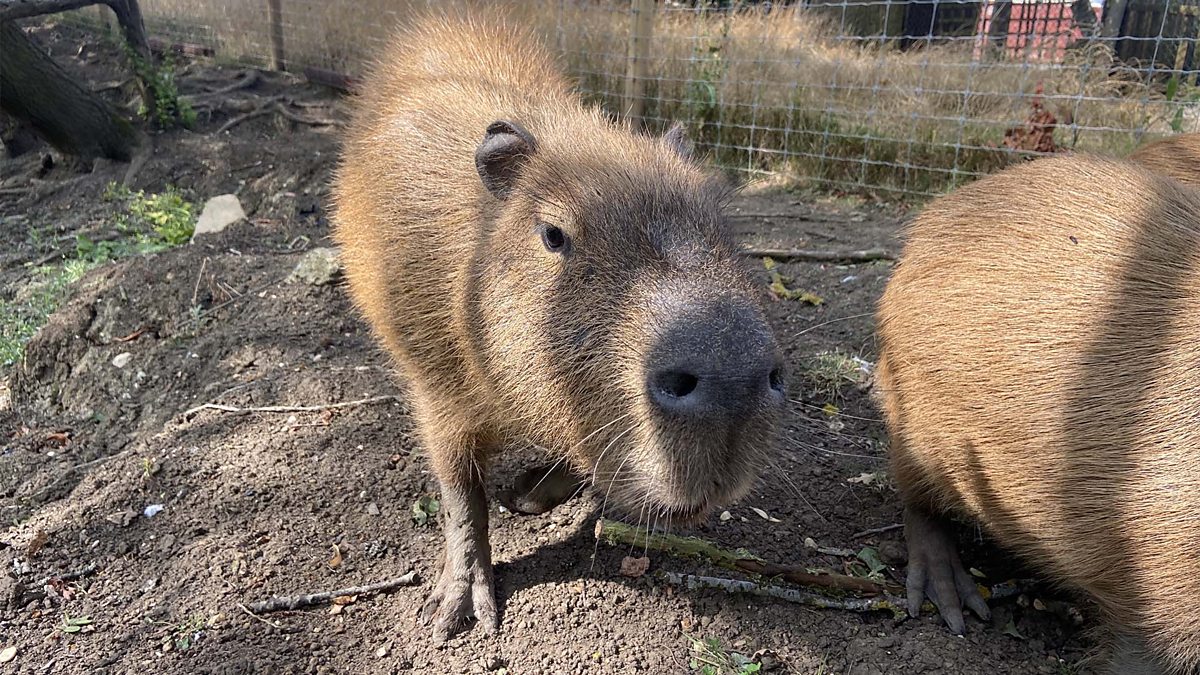 BBC World Service - Happy News, The Happy Pod: Rodent on the run returns