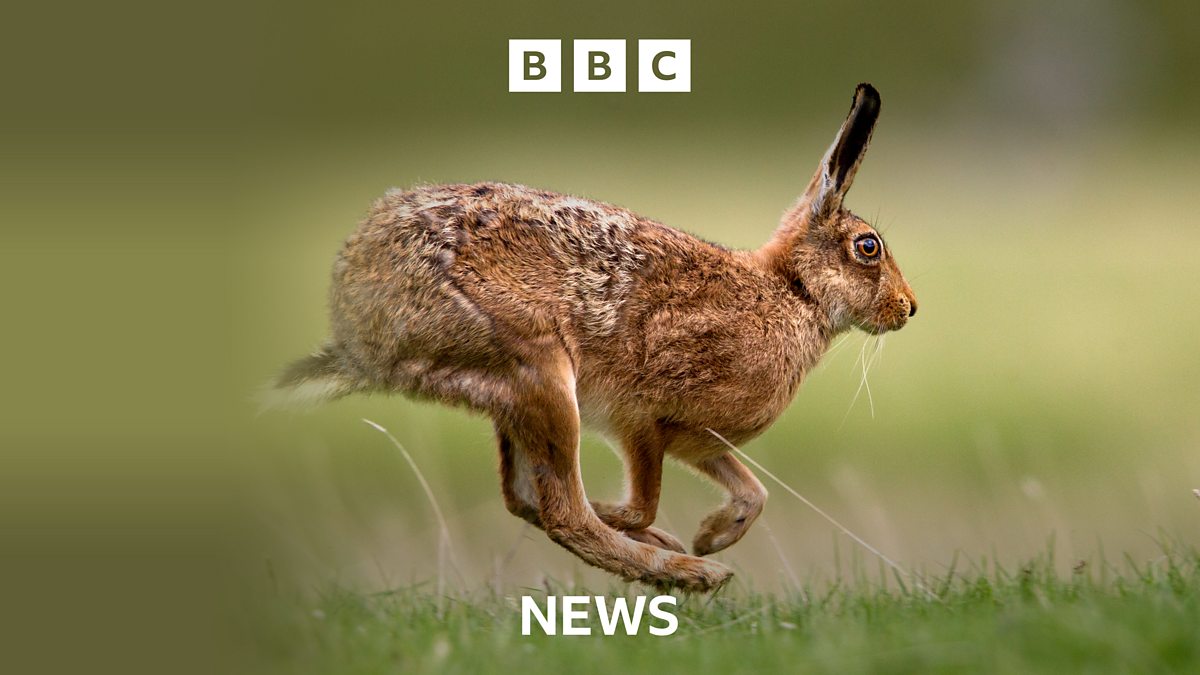 BBC Radio 4 - Today, Is it time to ban the shooting of hares?