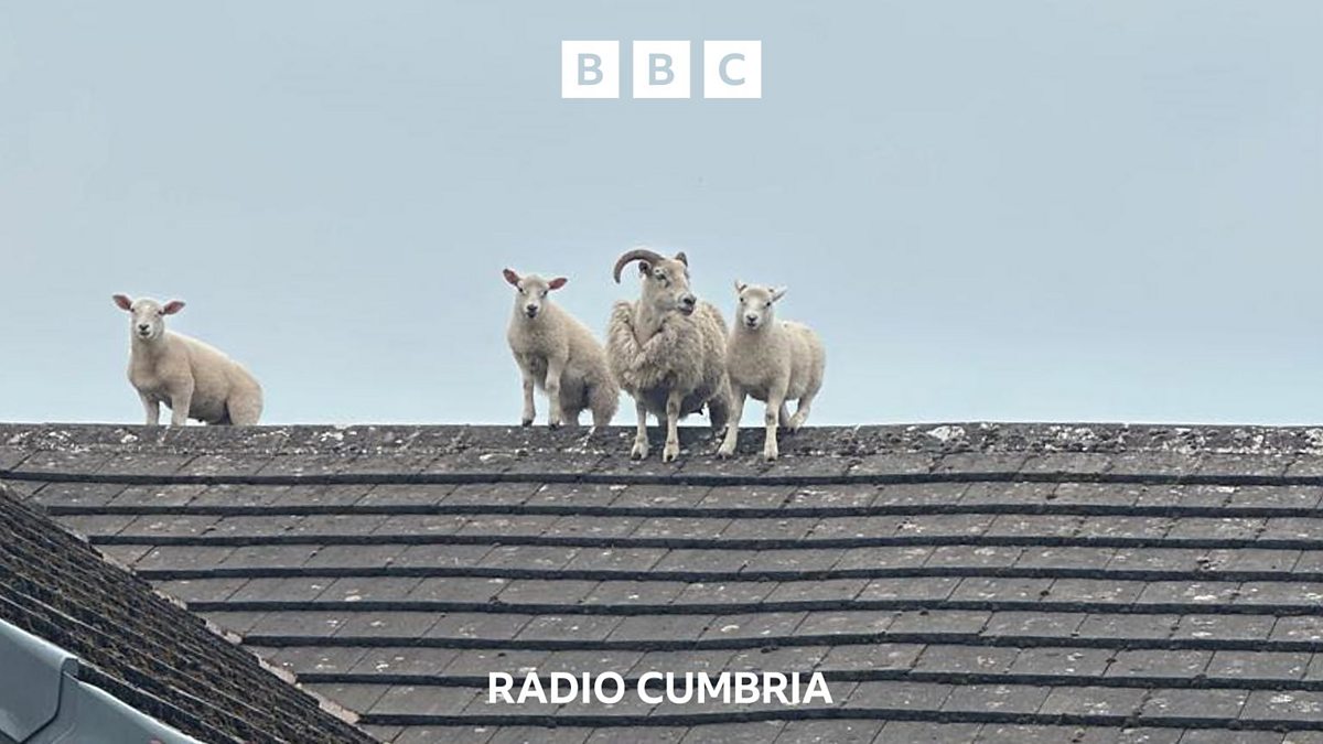 BBC Radio Cumbria - BBC RADIO CUMBRIA, Roof with a view: lambs take an ...