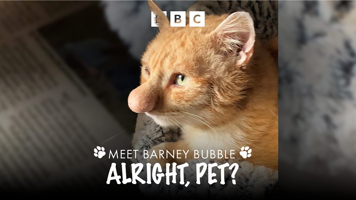 BBC Radio Ulster - Alright, Pet?, Series 5, Meet Barney Bubble and the ...