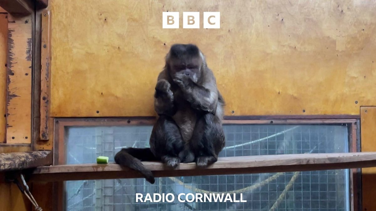 BBC Radio Cornwall - BBC Radio Cornwall, The Monkey Sanctuary in Looe ...