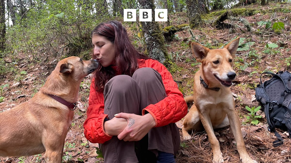 BBC World Service - People Fixing the World, What to do with stray animals