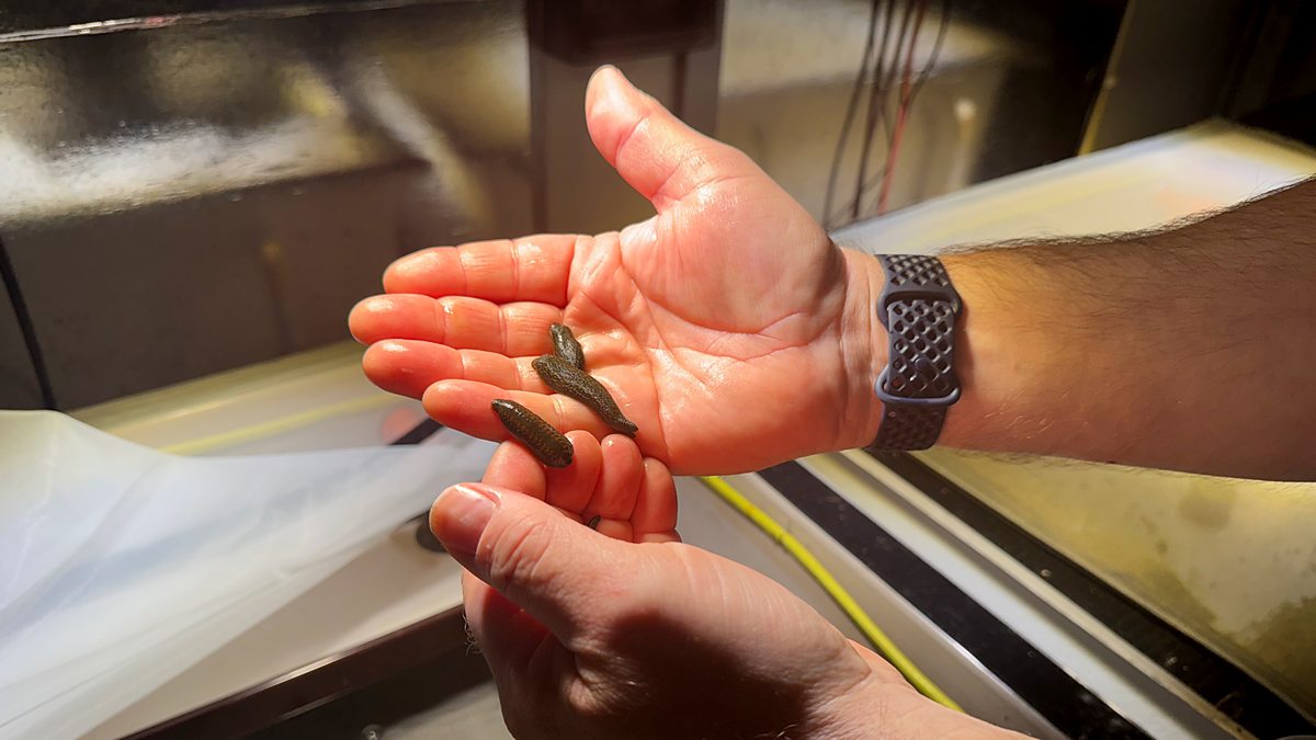 BBC Radio 4 - On Your Farm, The Leech Farm