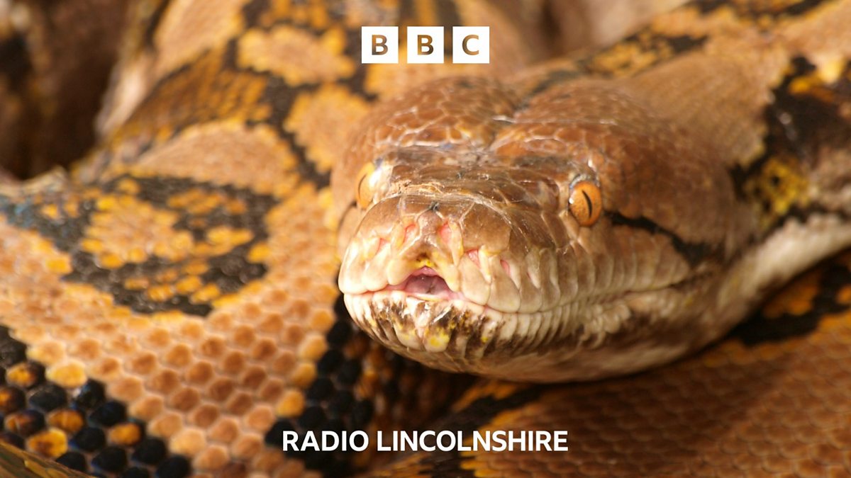 BBC Radio Lincolnshire - BBC Radio Lincolnshire, Pythons rescued in ...