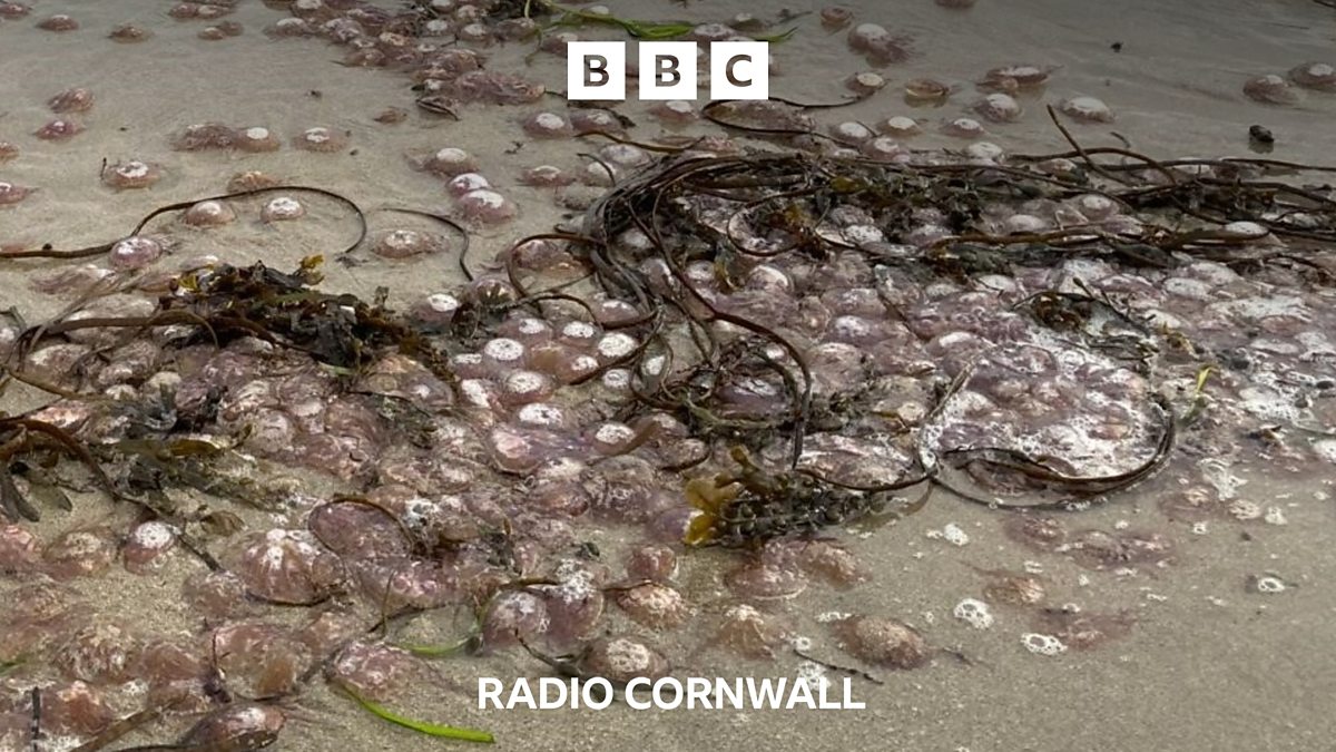 BBC Radio Cornwall - BBC Radio Cornwall, The jellyfish washing up on Cornwall's beaches