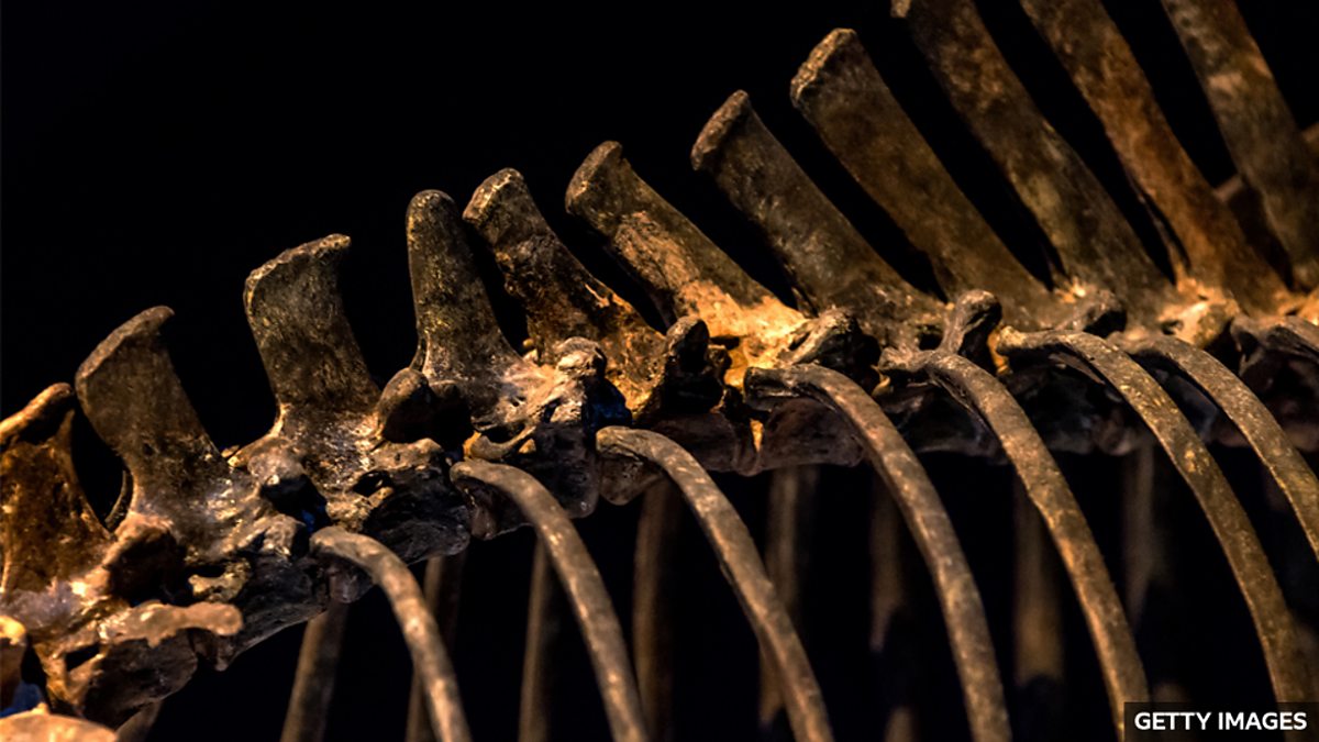 BBC - BBC Learning English, BBC Media English “媒体英语” – New species of ...