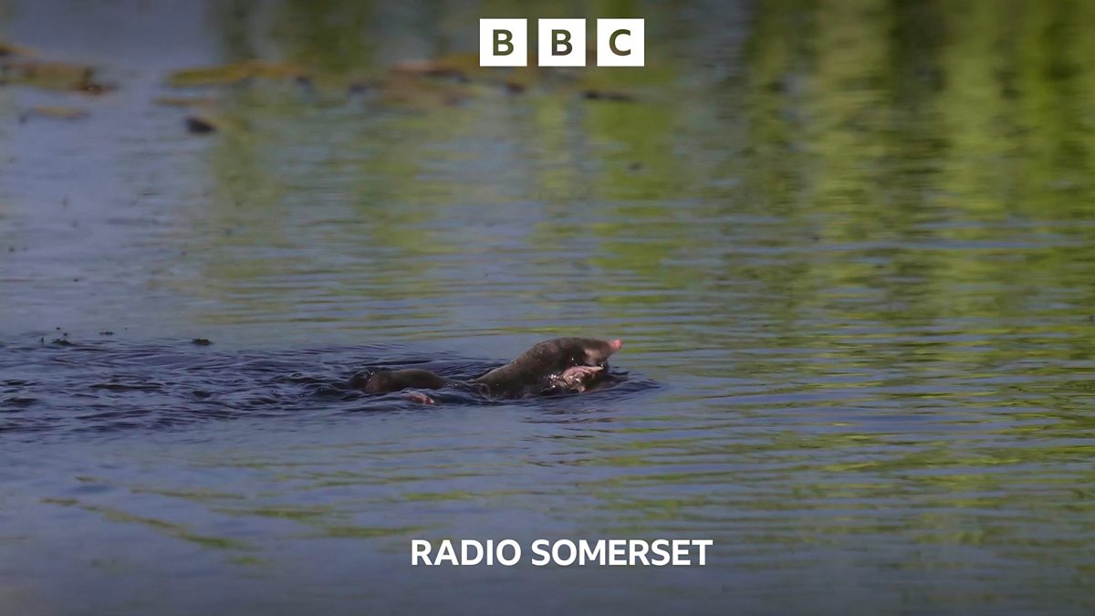 BBC Radio Somerset - BBC Radio Somerset, Rare sighting of mole swimming ...