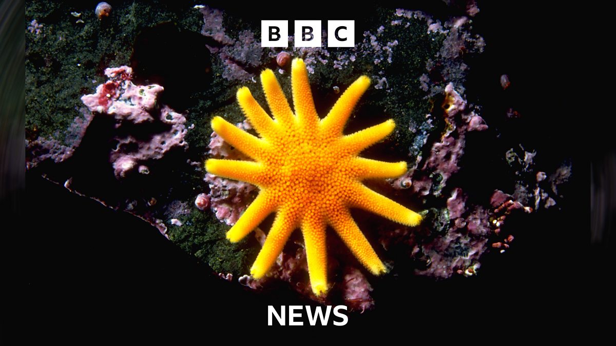 BBC World Service - Happy News, The Happy Pod, The breeding starfish ...
