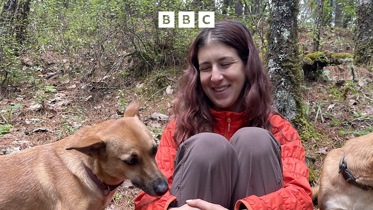 BBC World Service - People Fixing The World, What to do with stray animals