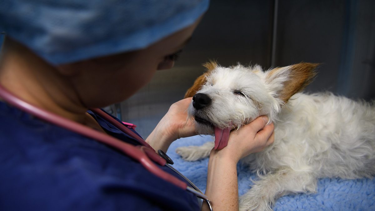 BBC News - Vet Bills: More Pets Being Put Down