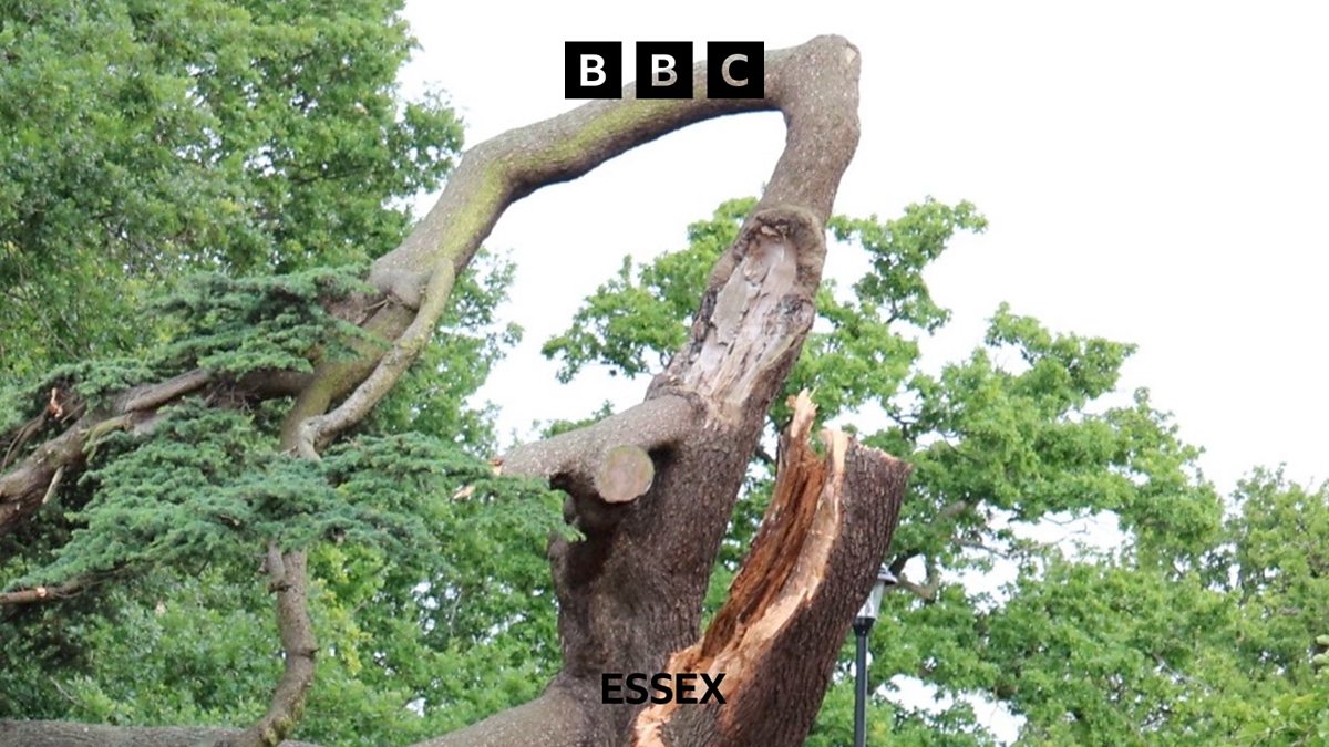 BBC Essex - BBC Essex, Tree collapse kills child in Essex park