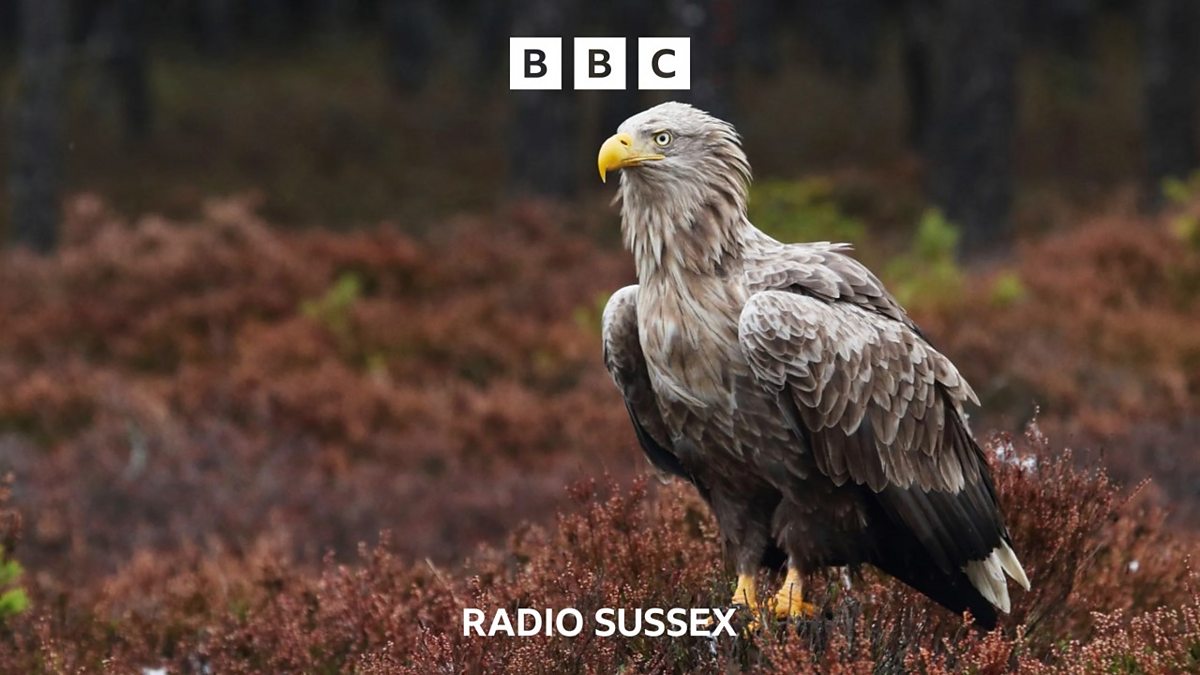 BBC Radio Sussex - Secret Sussex, White-tailed eagles soar again over Sussex
