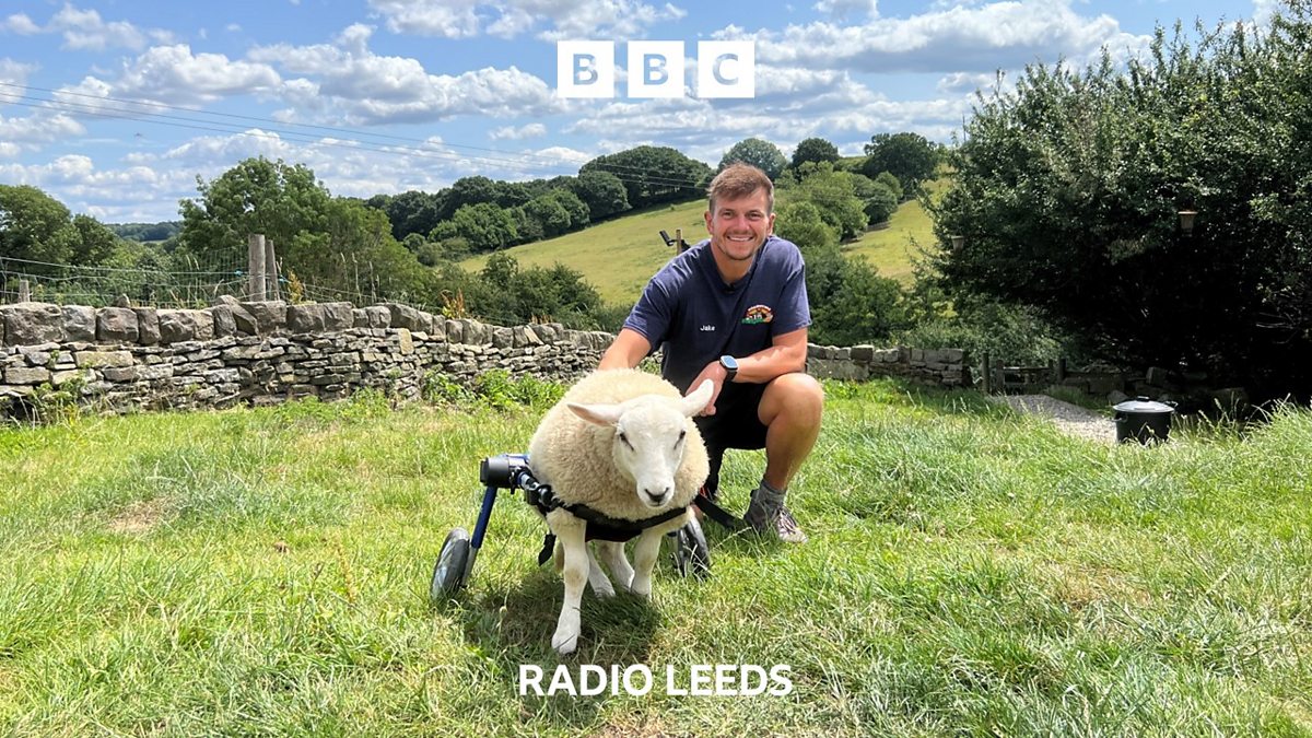 BBC Radio Leeds - BBC Radio Leeds, Bunny the two-wheeled sheep