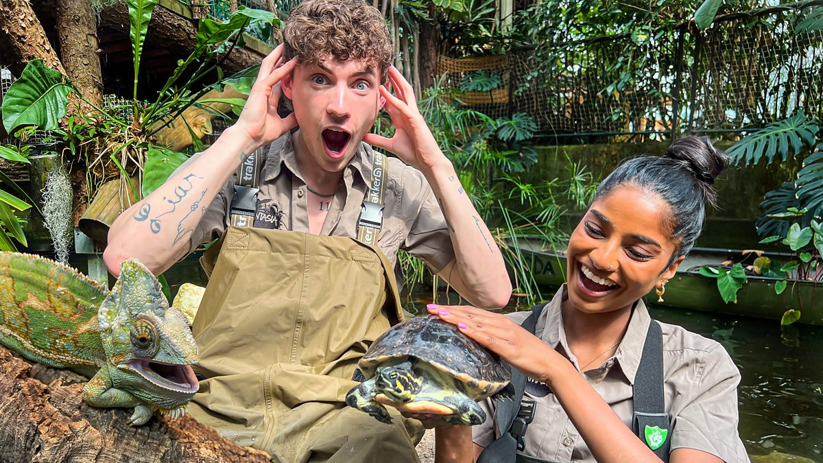 Blue Peter - Full Episodes: 11. Crocodile Encounters and Tiny Turtles - Signed - BBC iPlayer